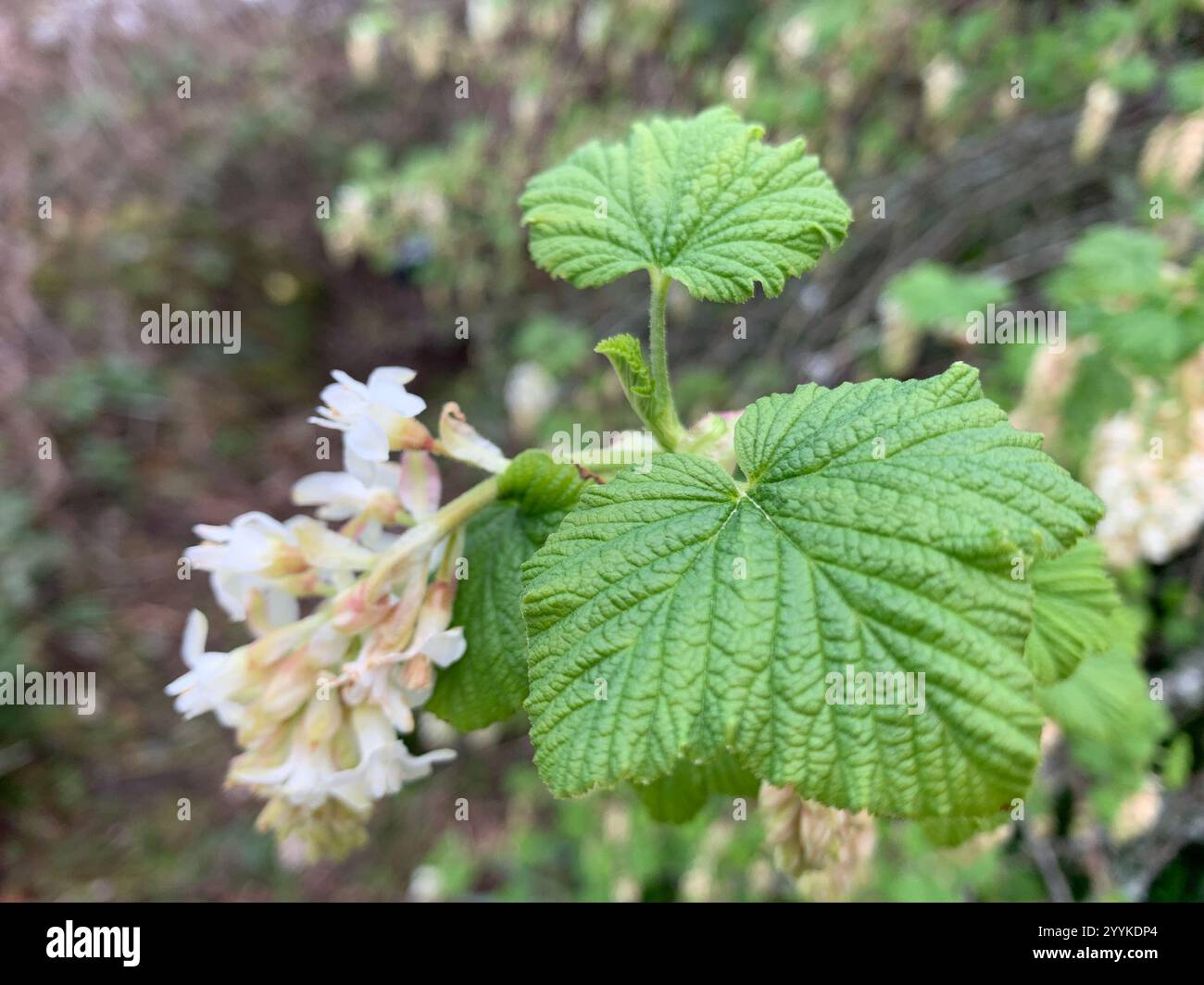 Red-flowering Currant (Ribes sanguineum Stock Photo - Alamy