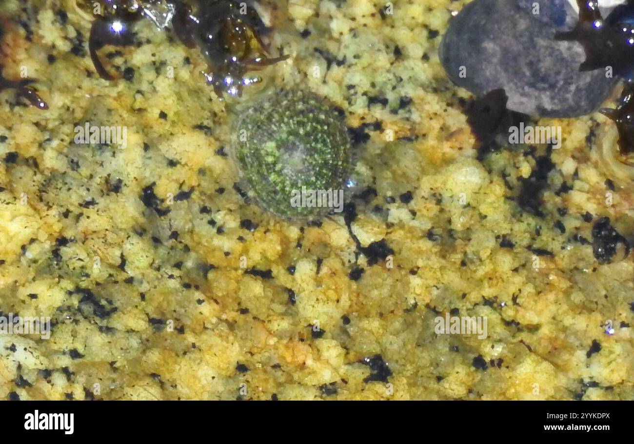 File Limpet (Lottia limatula Stock Photo - Alamy