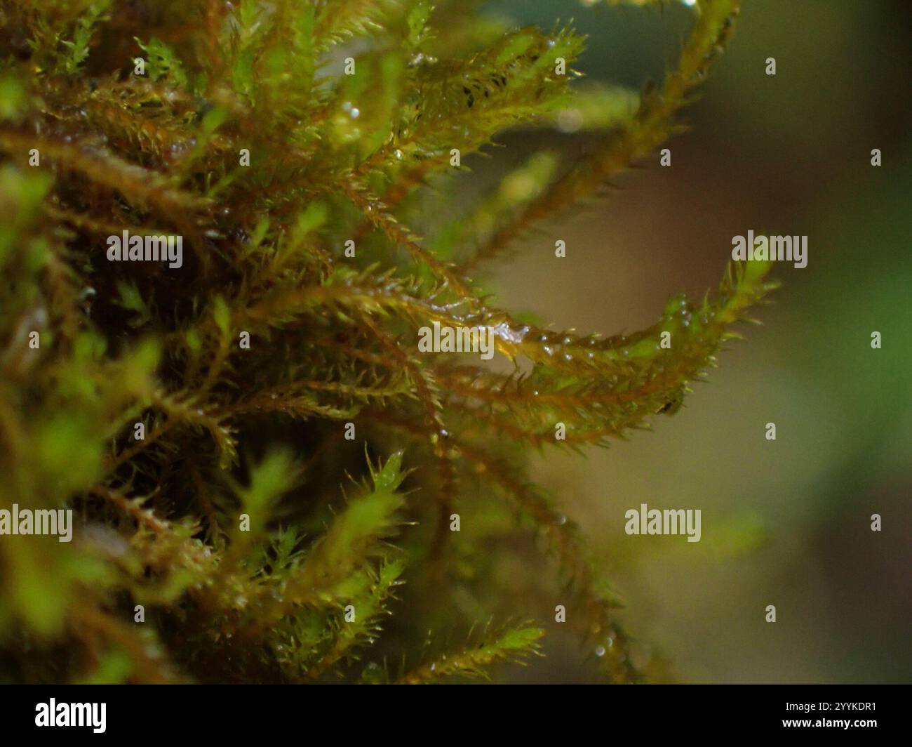 Bent Scissor-leaved Liverwort (Herbertus aduncus Stock Photo - Alamy