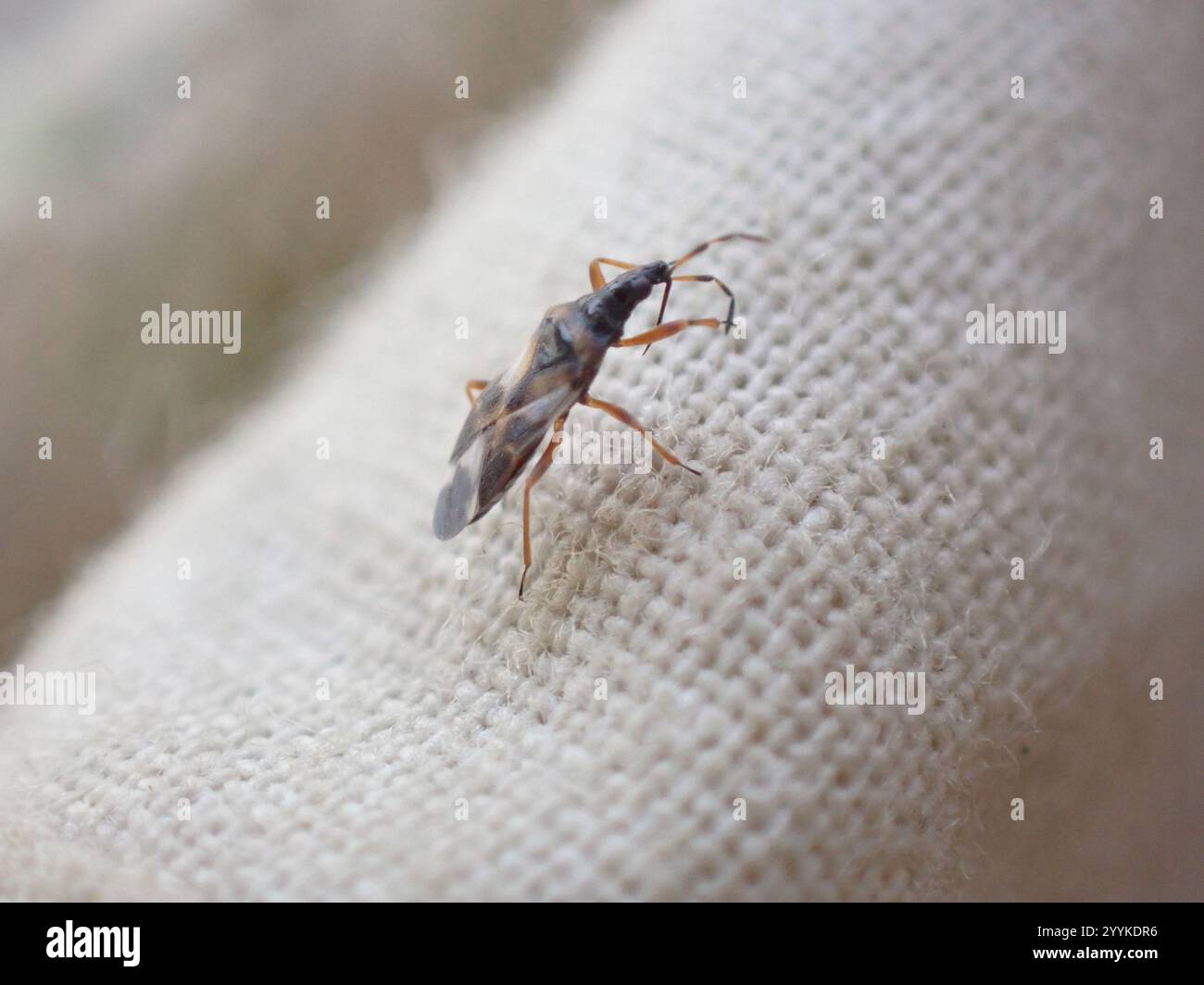 Minute pirate bugs (Anthocoridae Stock Photo - Alamy