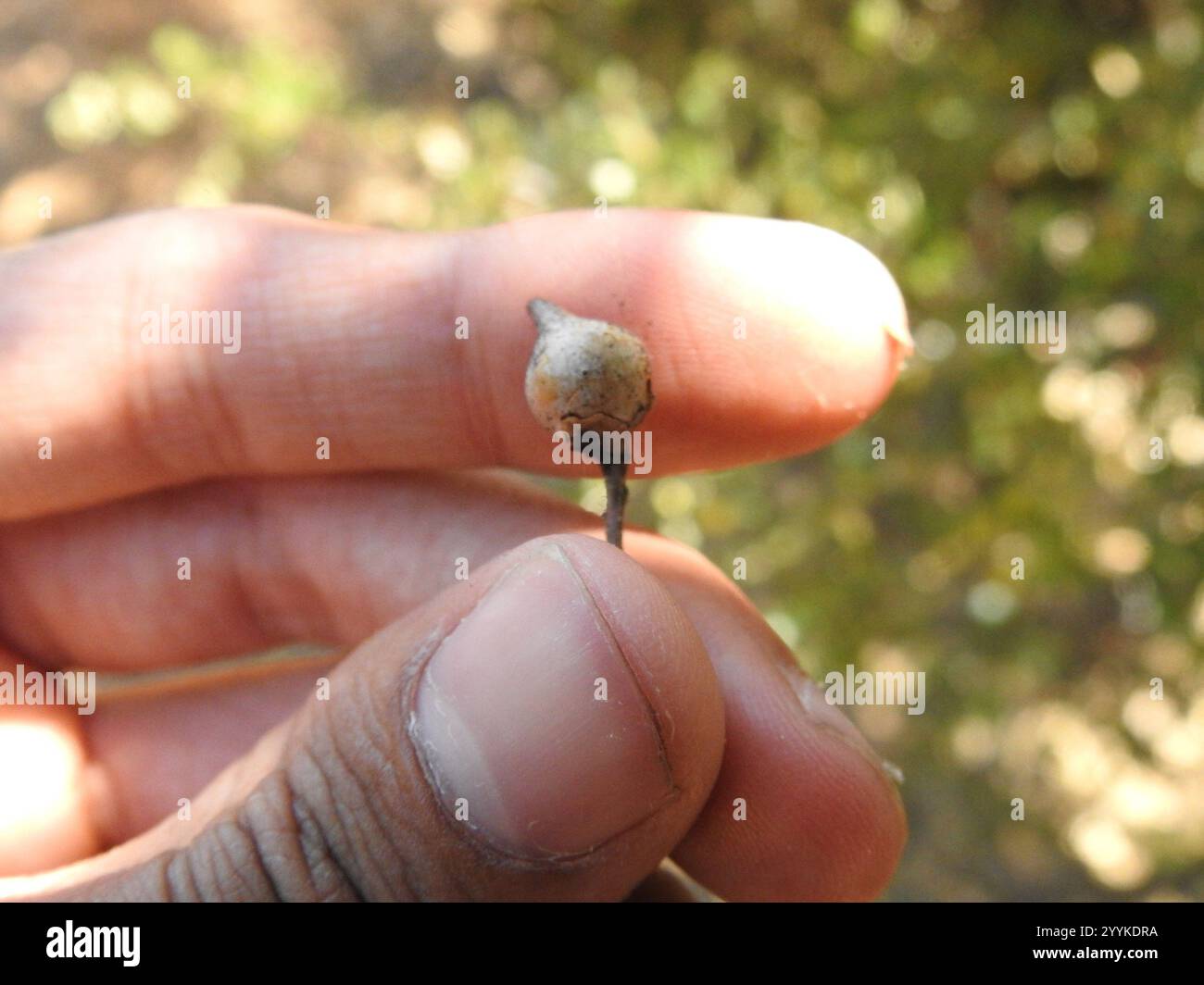 Bullet-Gall Wasp (Heteroecus malus Stock Photo - Alamy