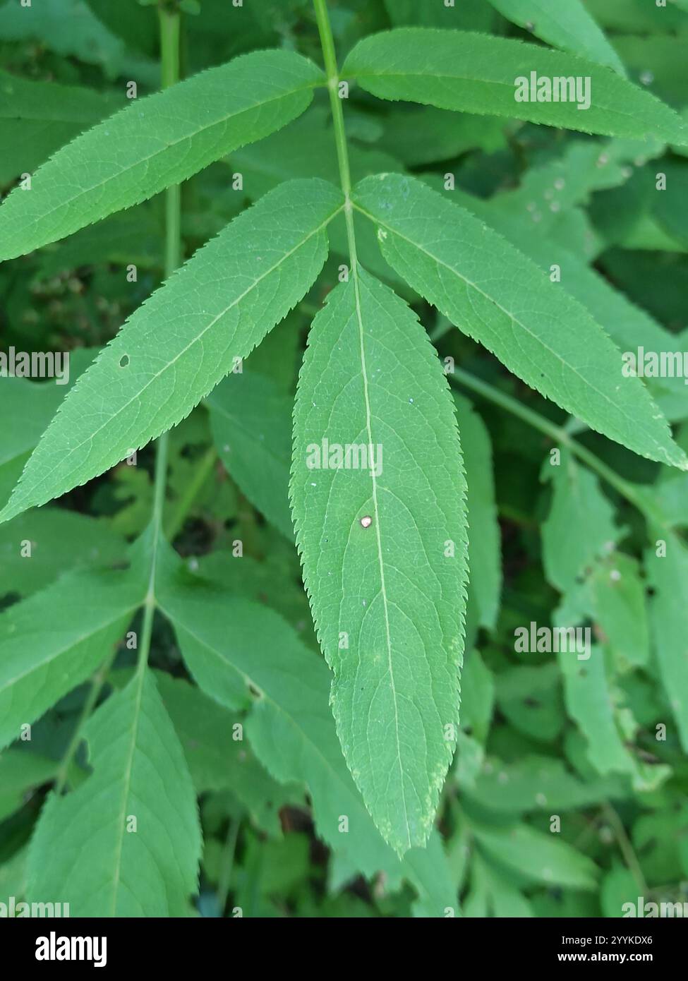 Dwarf Elder (Sambucus ebulus Stock Photo - Alamy
