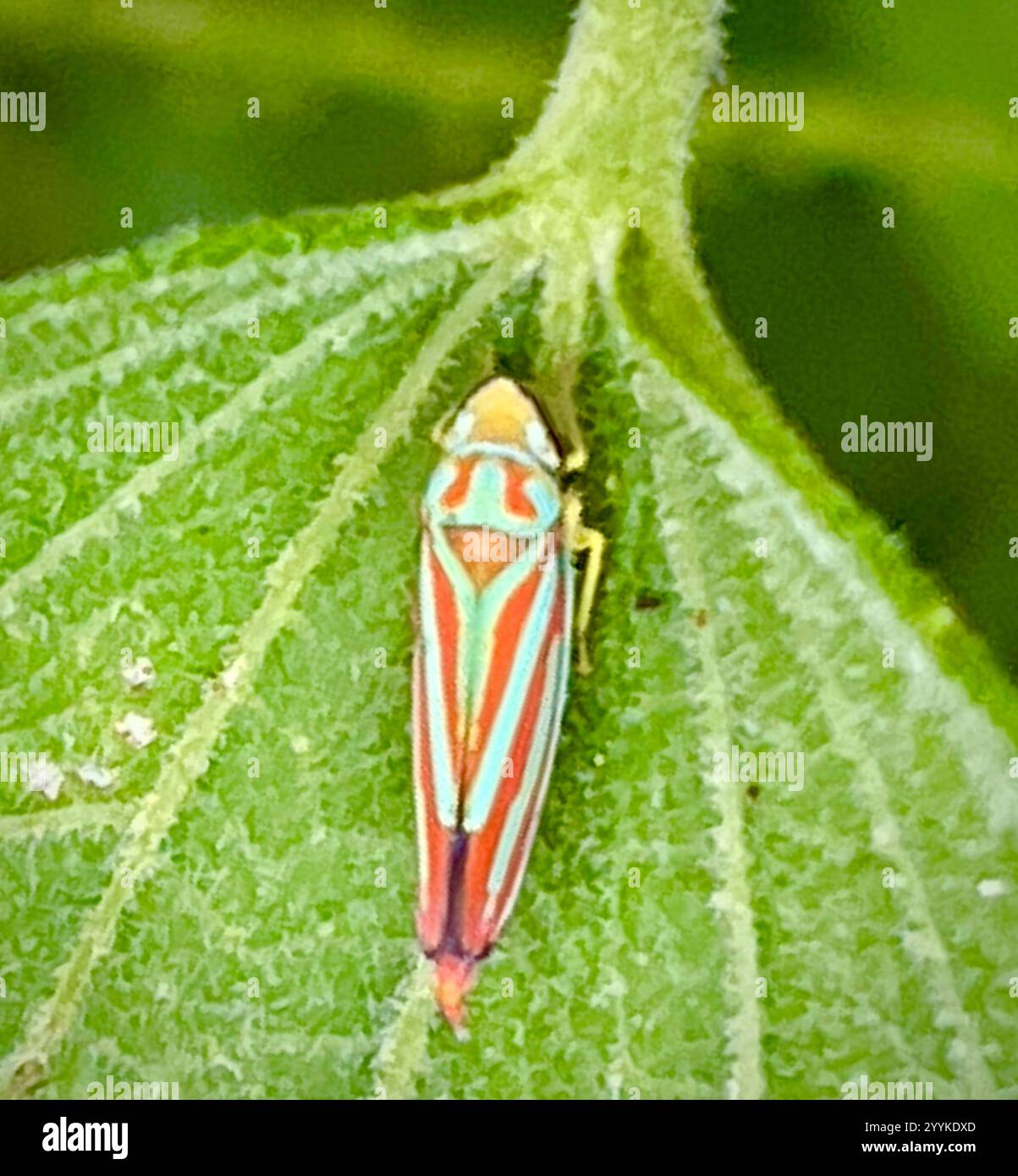 Red-banded Leafhopper (Graphocephala coccinea Stock Photo - Alamy