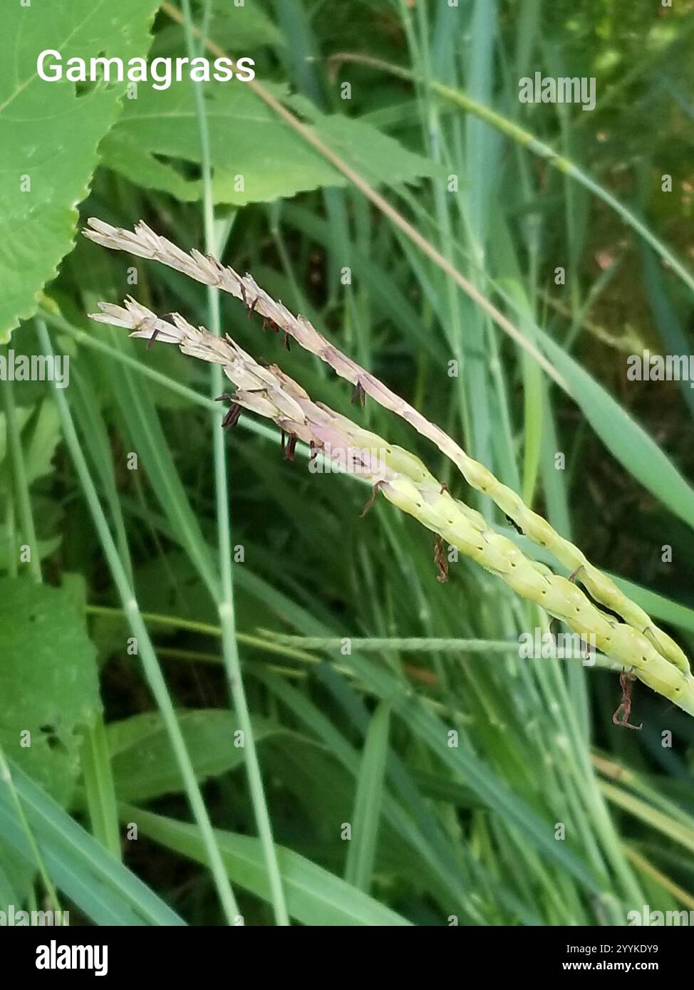eastern gamagrass (Tripsacum dactyloides Stock Photo - Alamy