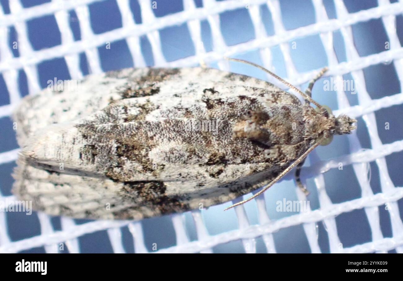 Willow Marble (Apotomis lineana Stock Photo - Alamy