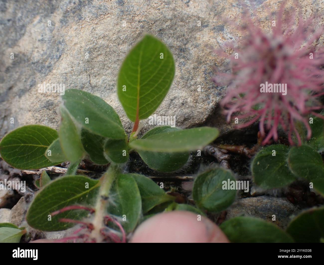 arctic willow (Salix arctica Stock Photo - Alamy