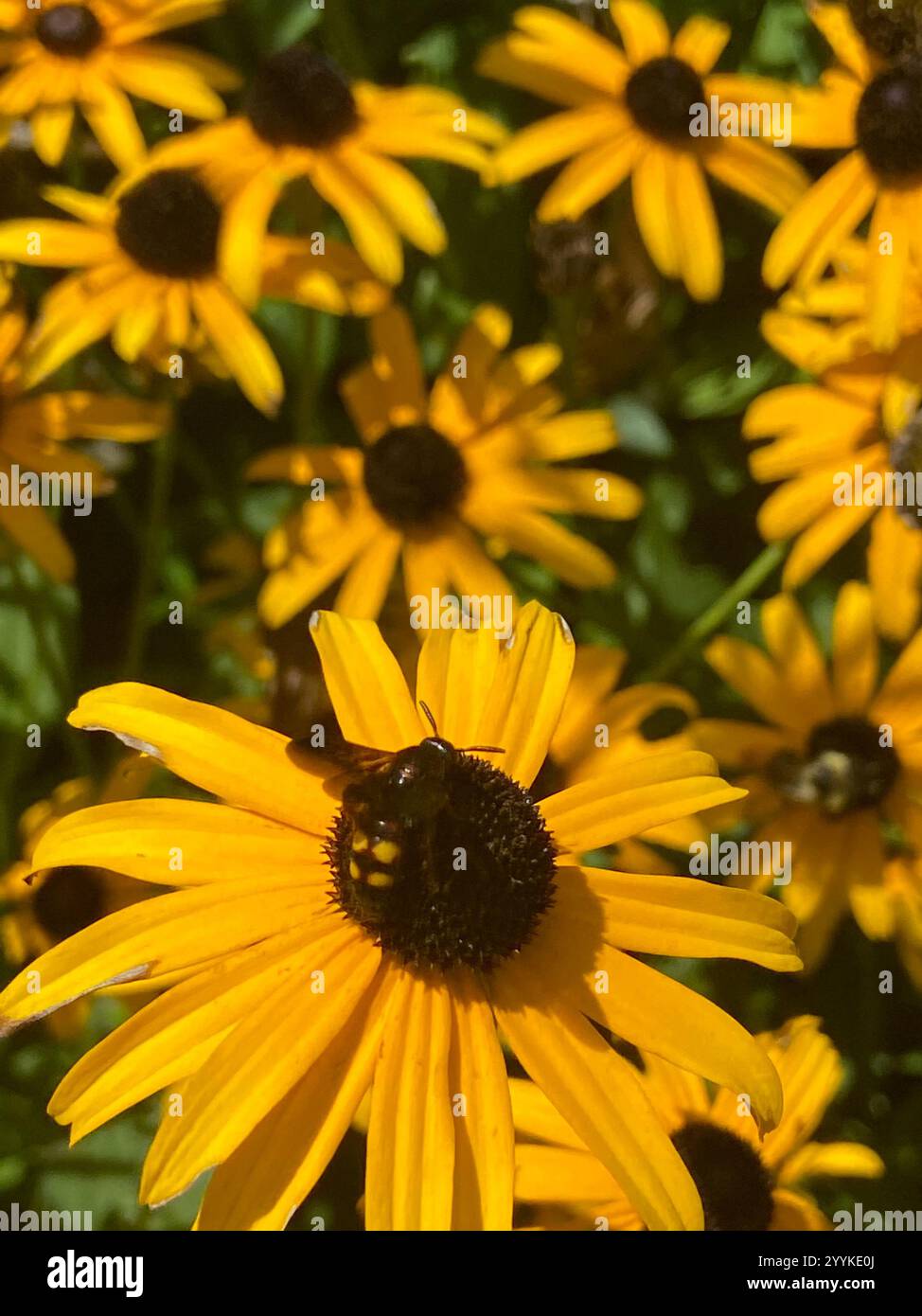 Noble scoliid wasp hi-res stock photography and images - Alamy