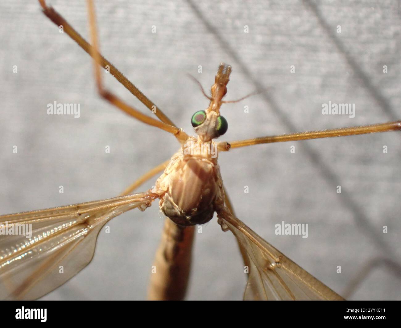 Crane Flies (Tipulomorpha Stock Photo - Alamy