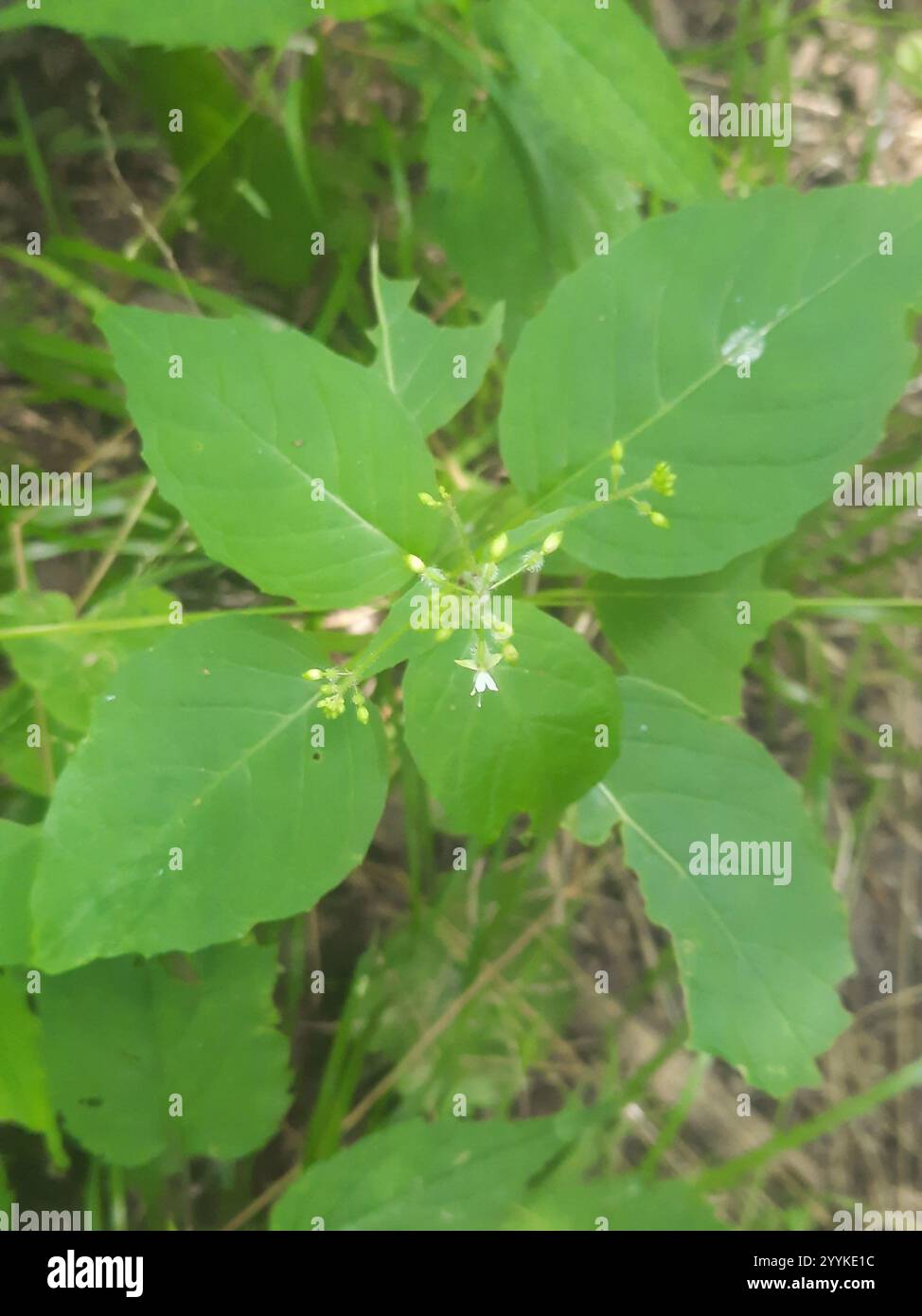broadleaf enchanter's nightshade (Circaea canadensis Stock Photo - Alamy