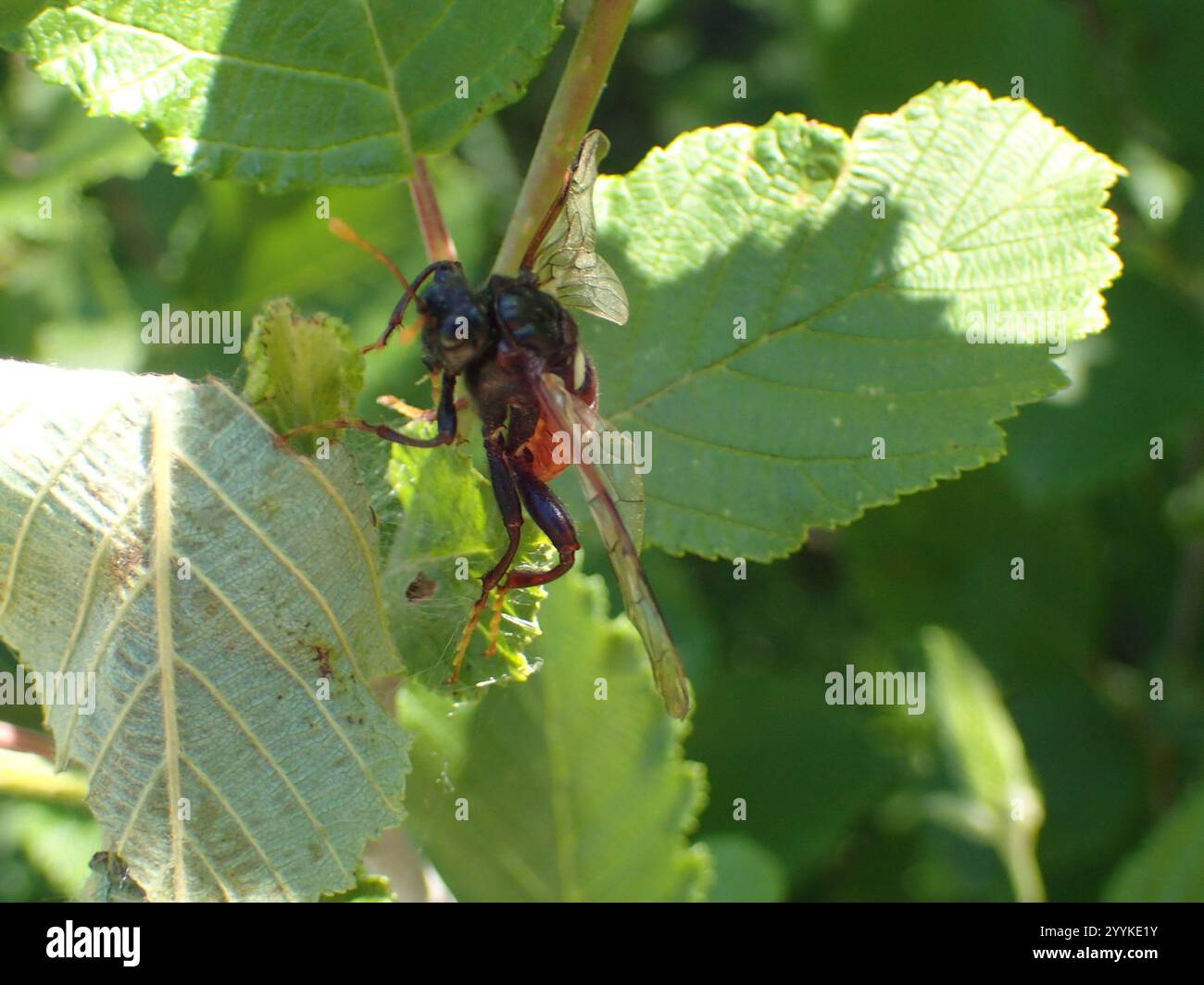 North American Elm Sawfly (Cimbex americanus Stock Photo - Alamy