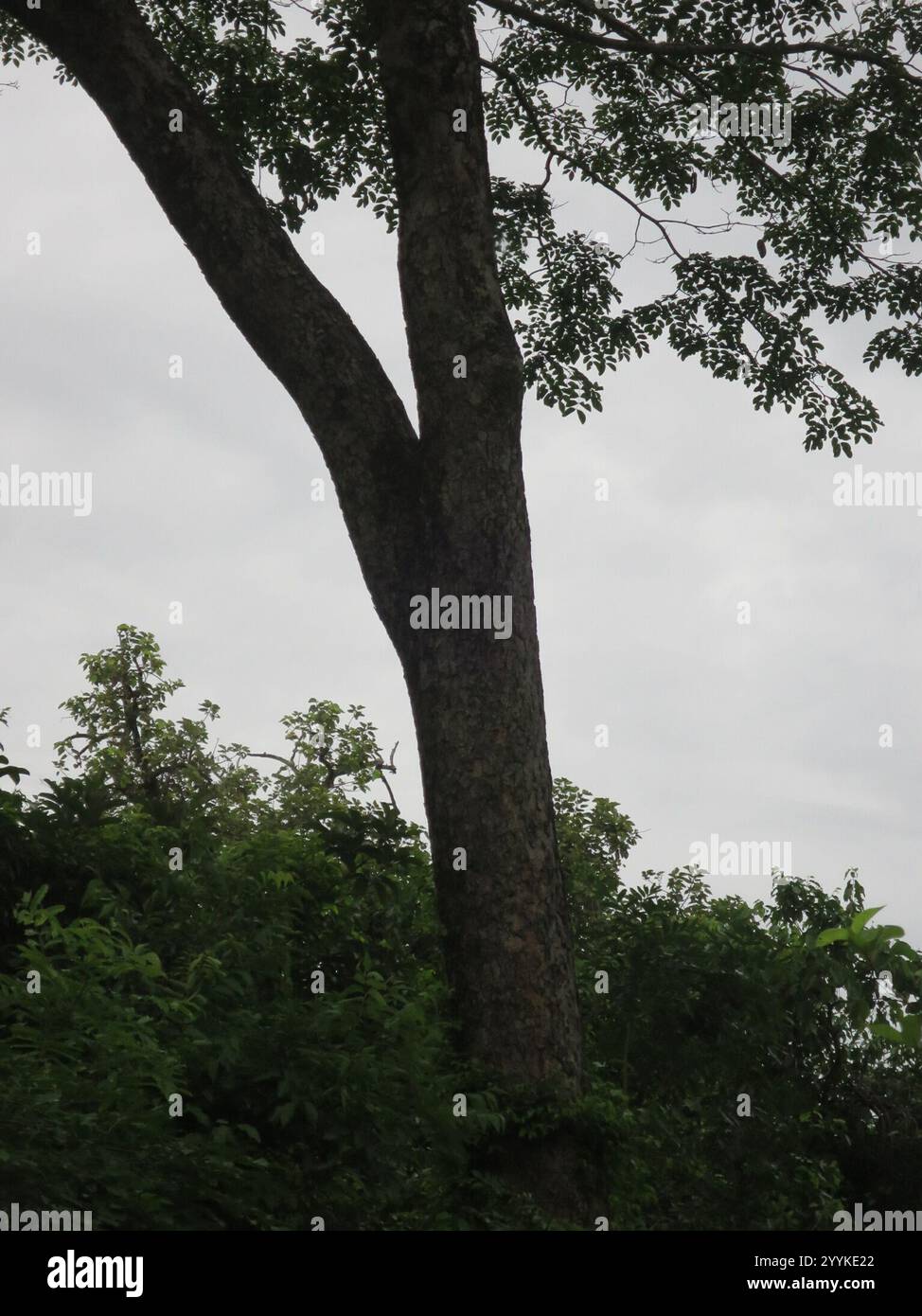 African mahogany (Afzelia africana Stock Photo - Alamy