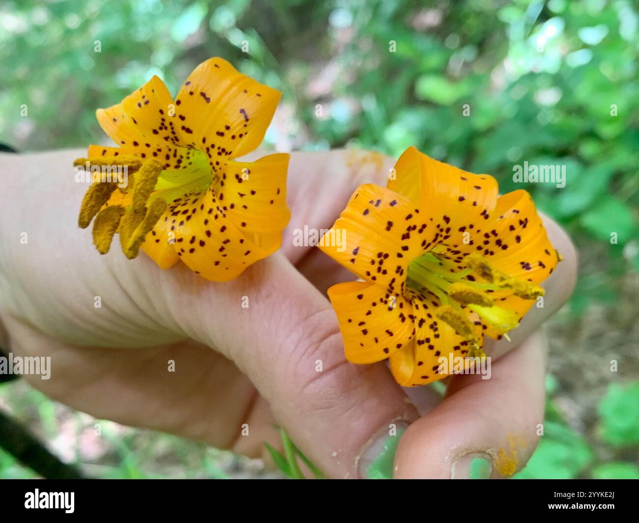 Columbia lily (Lilium columbianum Stock Photo - Alamy