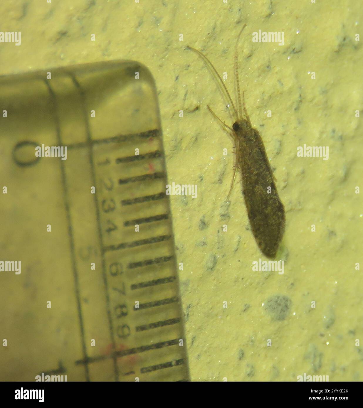 Tube Maker Caddisflies (Polycentropodidae Stock Photo - Alamy