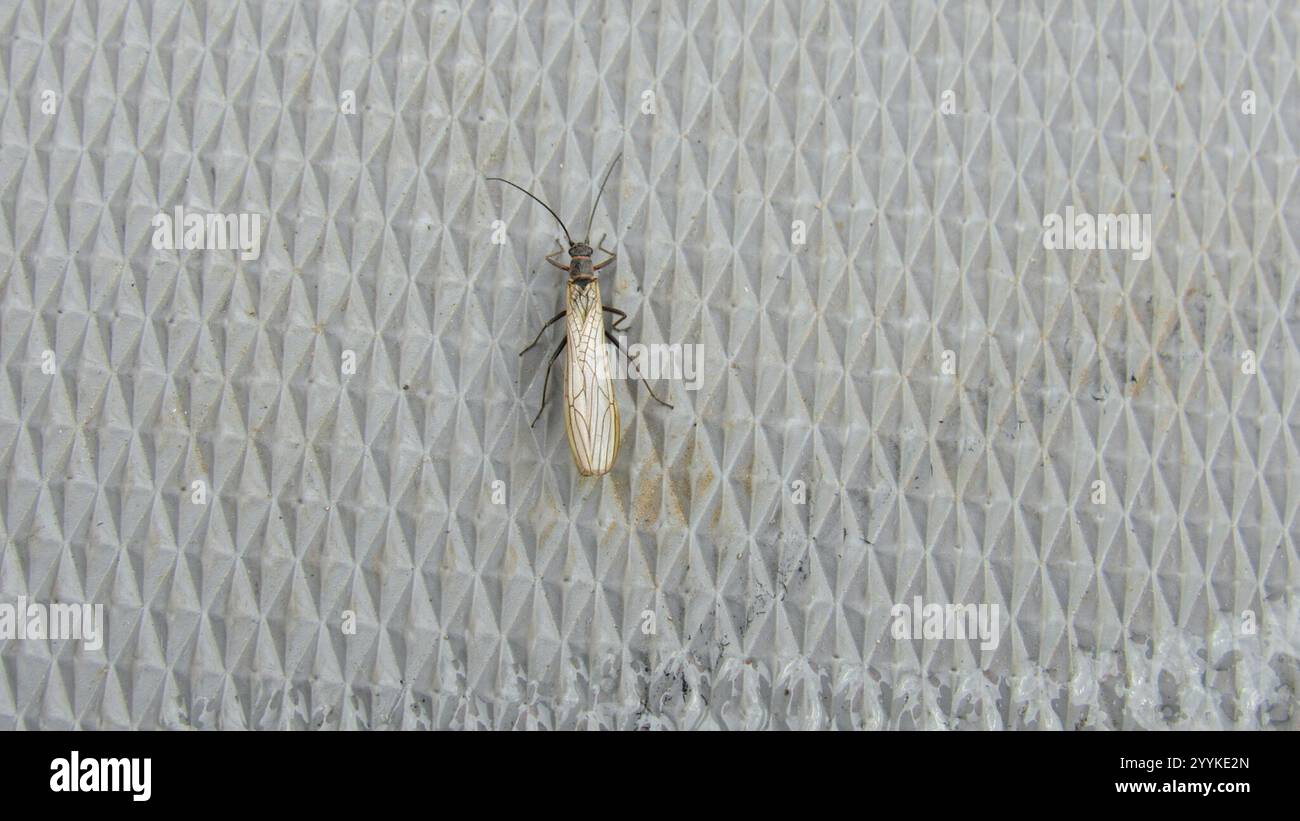 Winter Stoneflies (Taeniopterygidae Stock Photo - Alamy