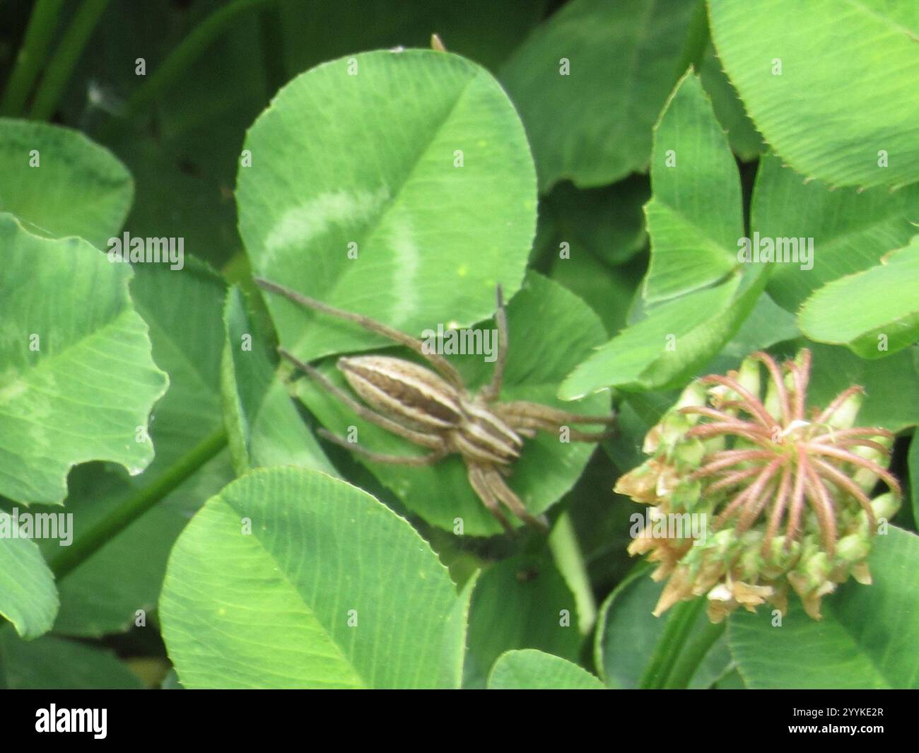 Rabid Wolf Spider (Rabidosa rabida Stock Photo - Alamy