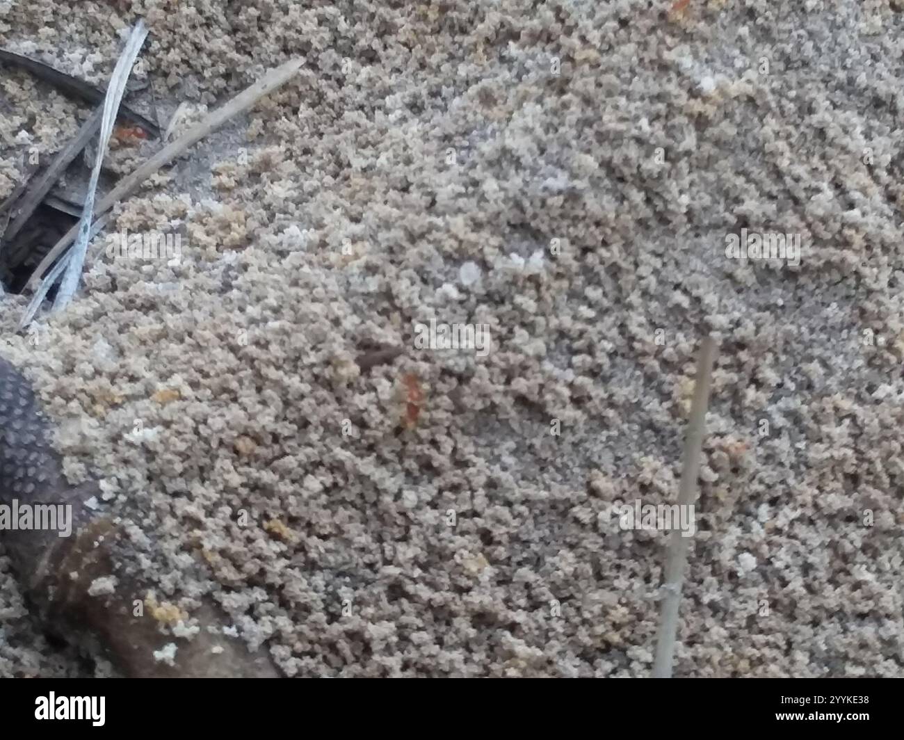 Buren's Pyramid Ant (Dorymyrmex bureni Stock Photo - Alamy