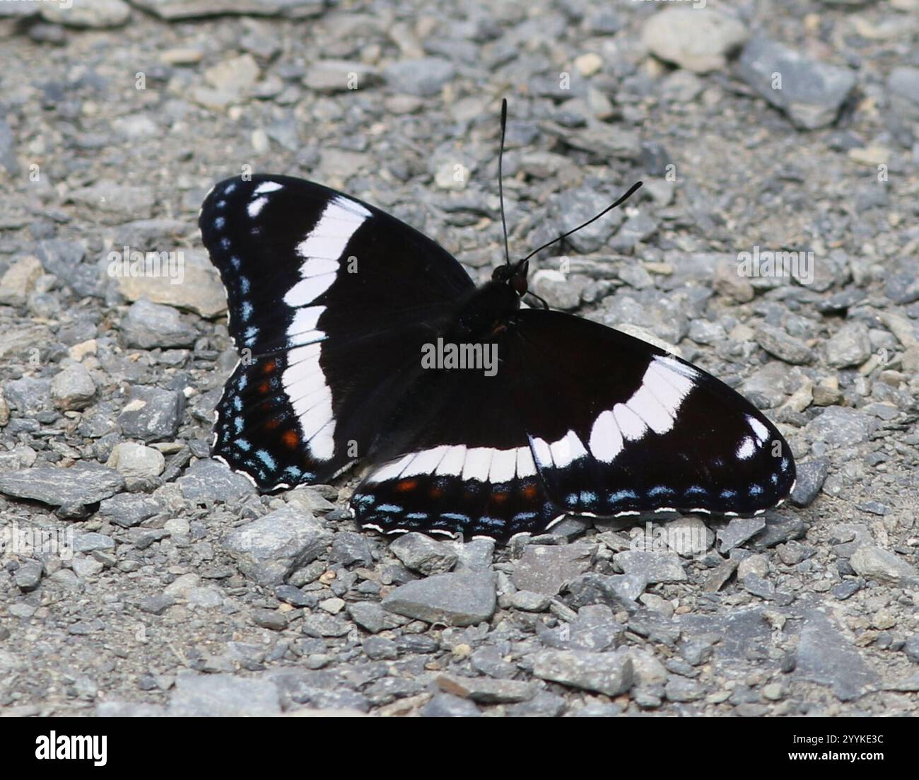 American White Admiral (Limenitis arthemis arthemis Stock Photo - Alamy
