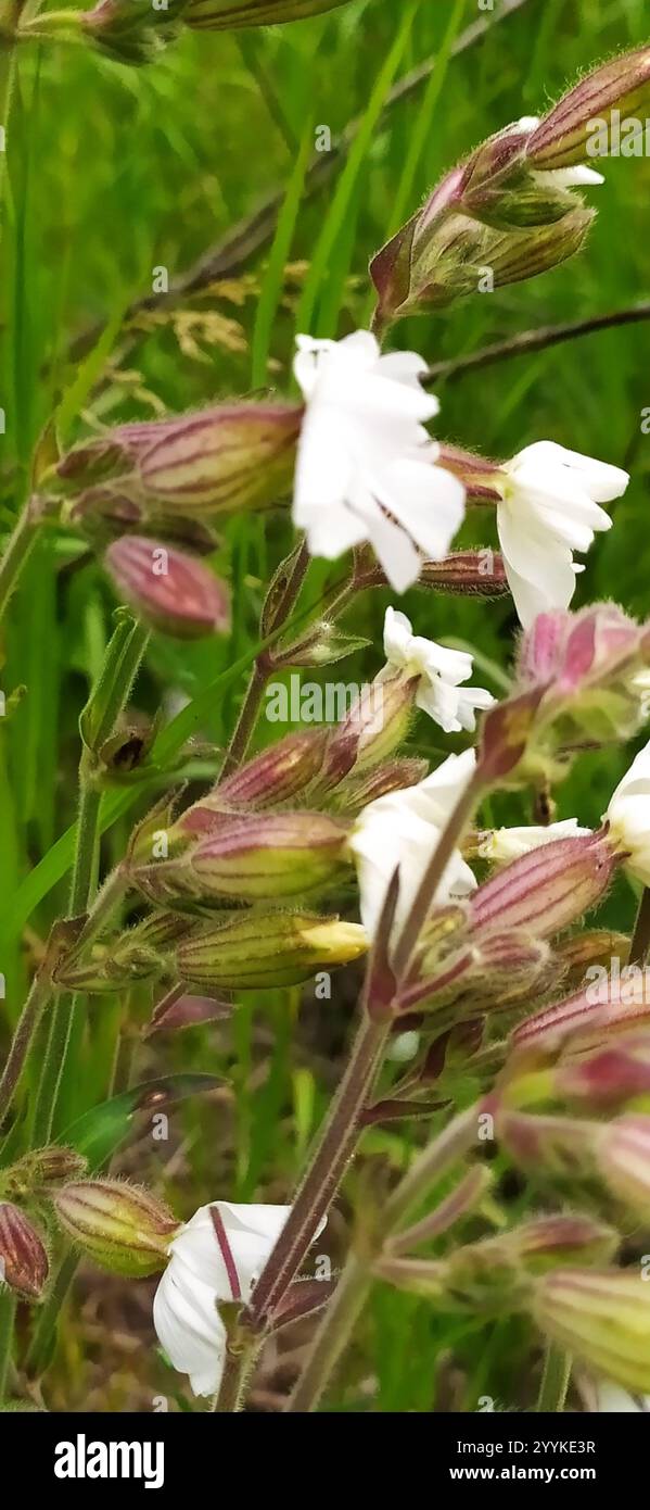 evening lychnis (Silene latifolia alba Stock Photo - Alamy