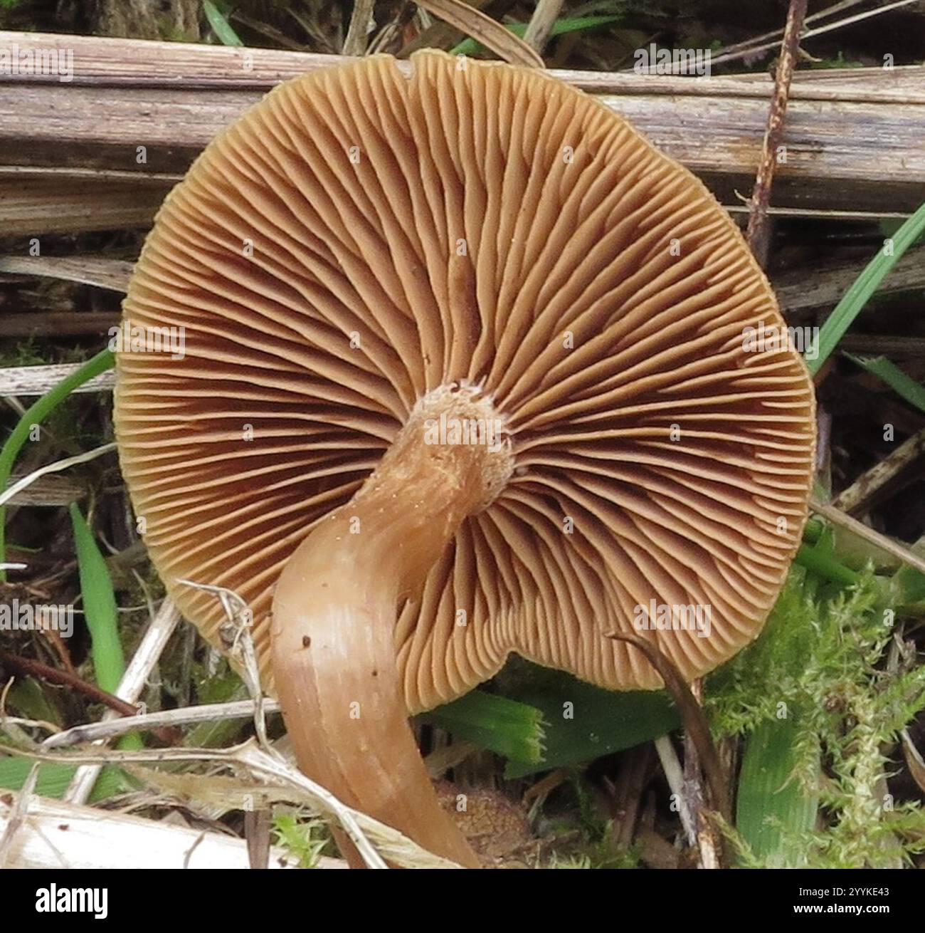 scurfy twiglet (Tubaria furfuracea Stock Photo - Alamy