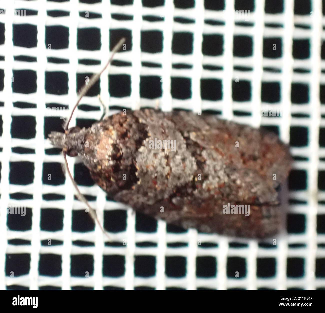 Tortricine Leafroller Moths (Tortricinae Stock Photo - Alamy
