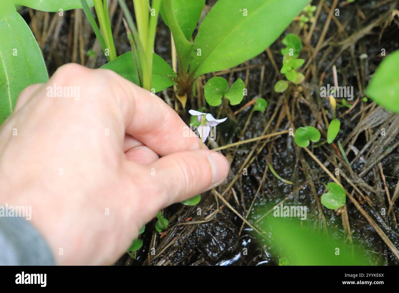 alpine marsh violet (Viola palustris Stock Photo - Alamy