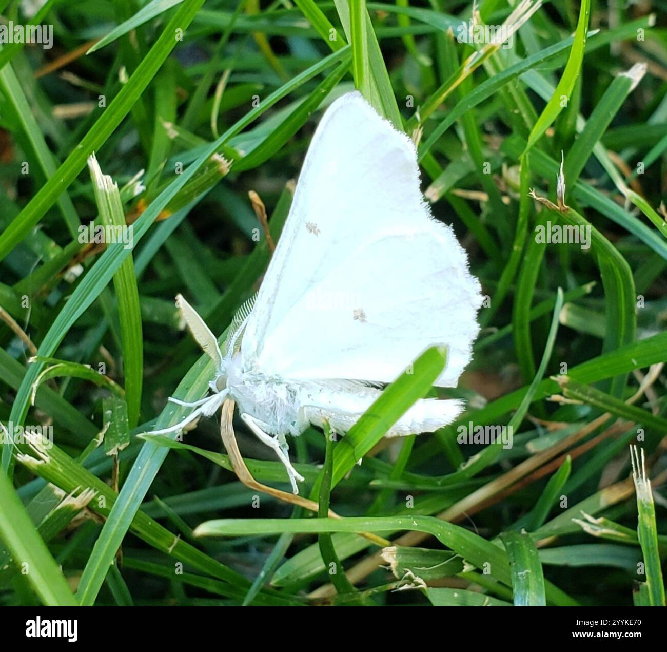 Ennomos subsignaria hi-res stock photography and images - Alamy