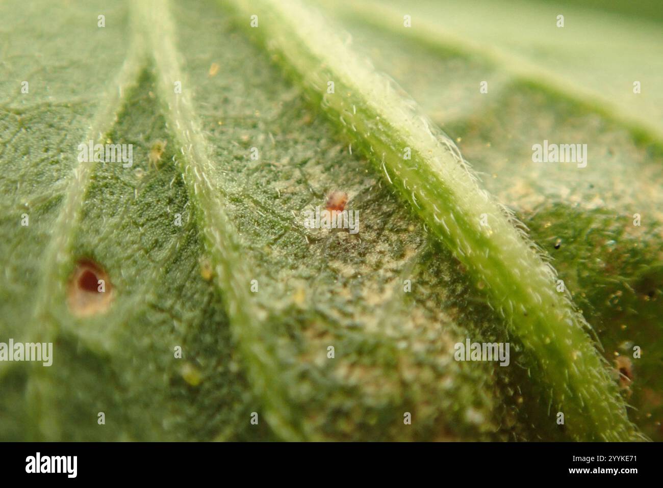 Twospotted Spider Mite (Tetranychus urticae Stock Photo - Alamy