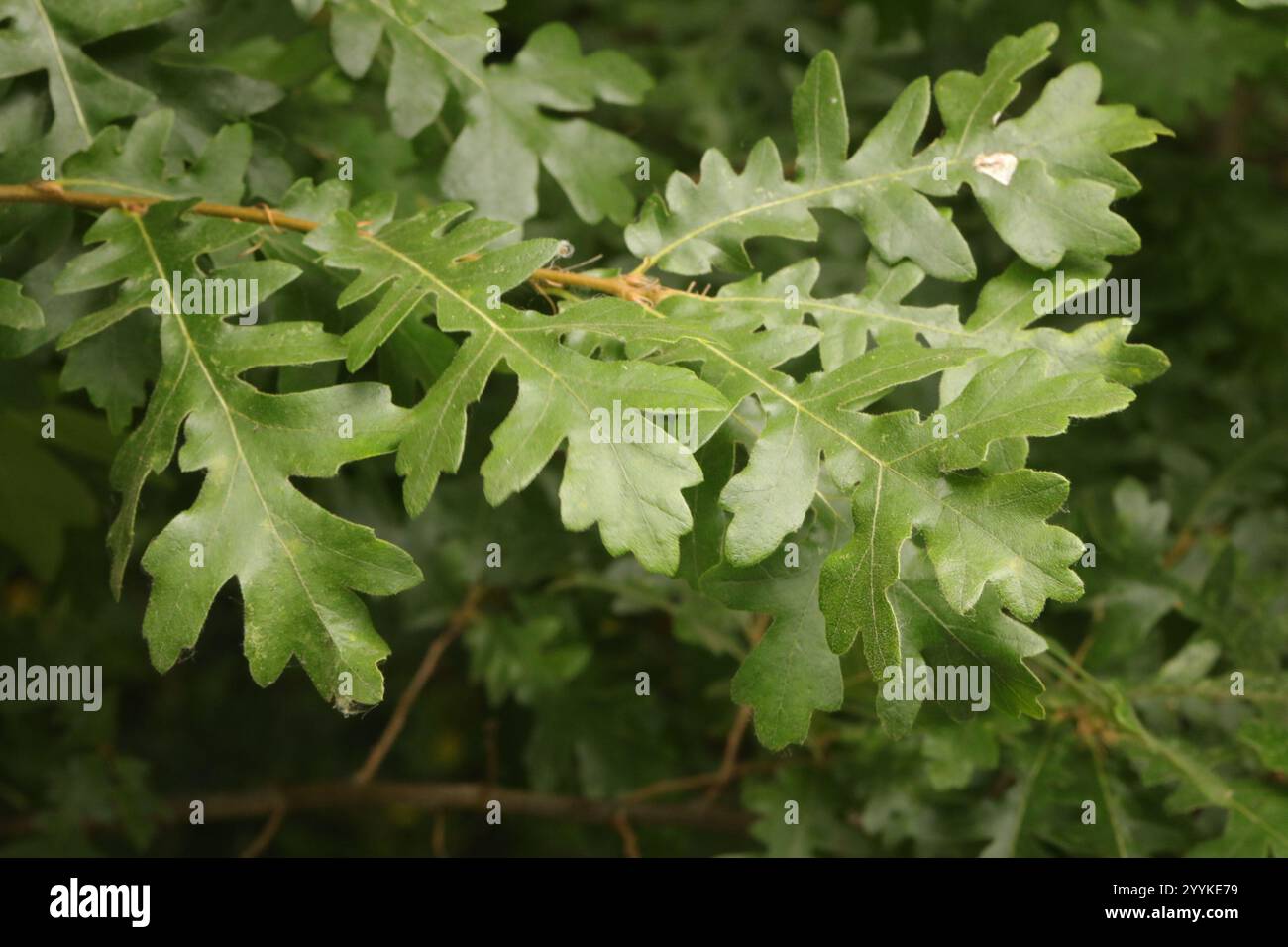 Turkey Oak (Quercus cerris Stock Photo - Alamy
