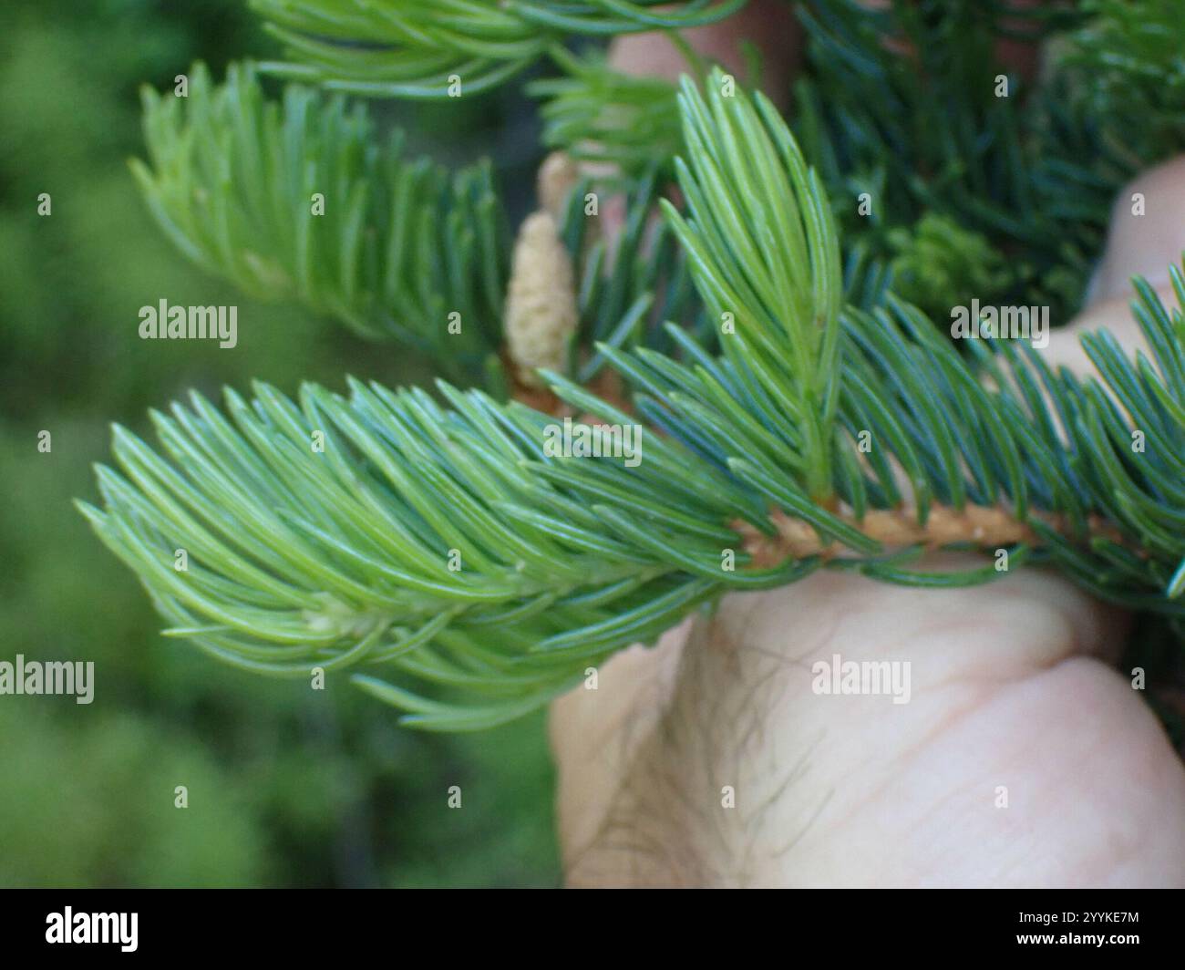 Engelmann spruce (Picea engelmannii Stock Photo - Alamy