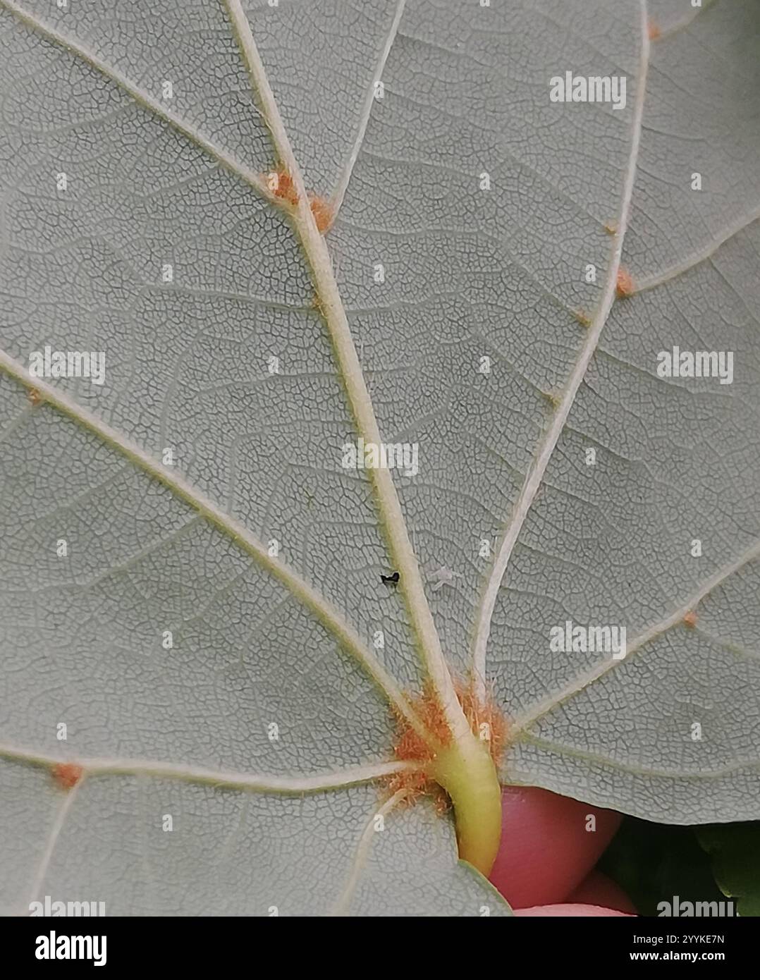 Small-leaved Lime (Tilia cordata Stock Photo - Alamy