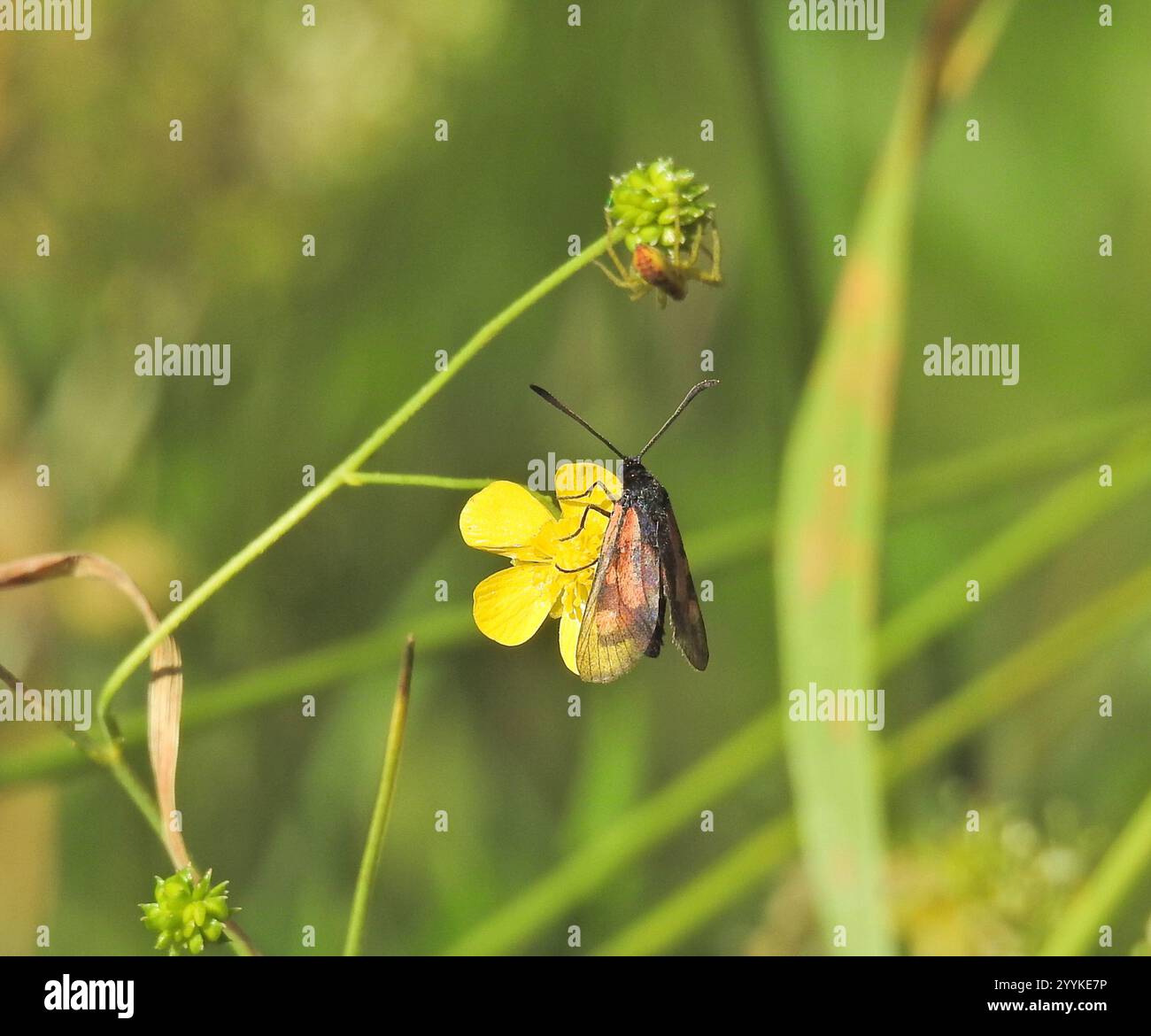 New Forest Burnet (Zygaena viciae Stock Photo - Alamy