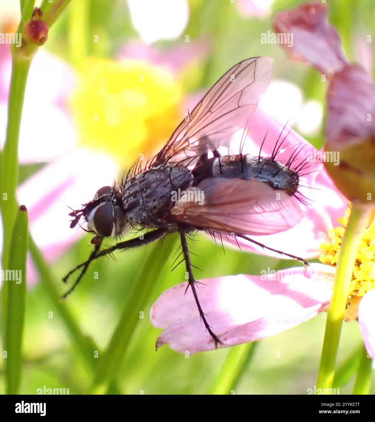 Red Spotted Parasite Fly (Eriothrix rufomaculata Stock Photo - Alamy