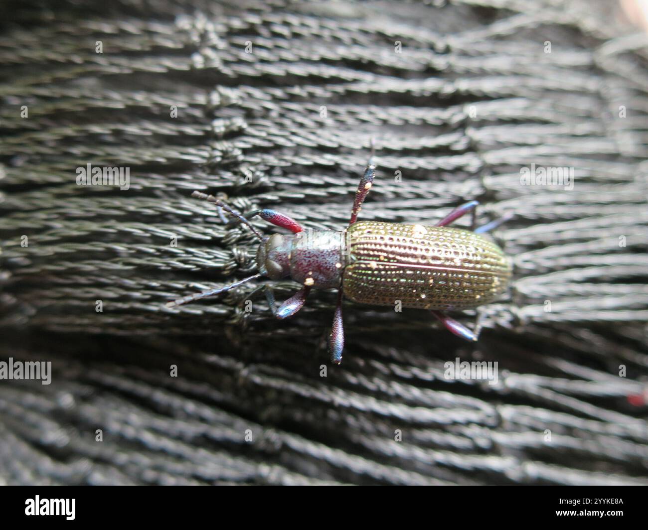 Strongylium hi-res stock photography and images - Alamy