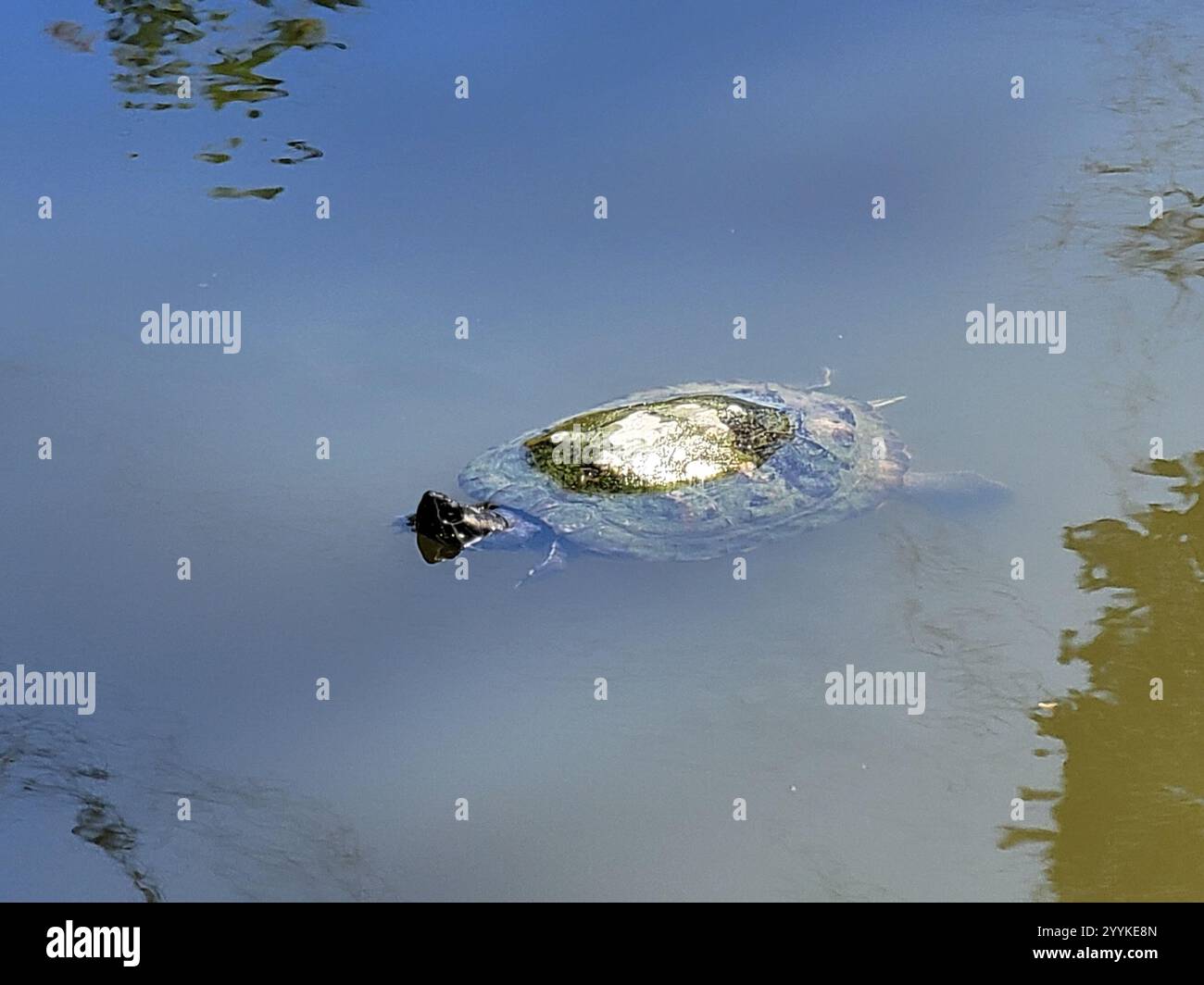 Pond Slider (Trachemys scripta Stock Photo - Alamy
