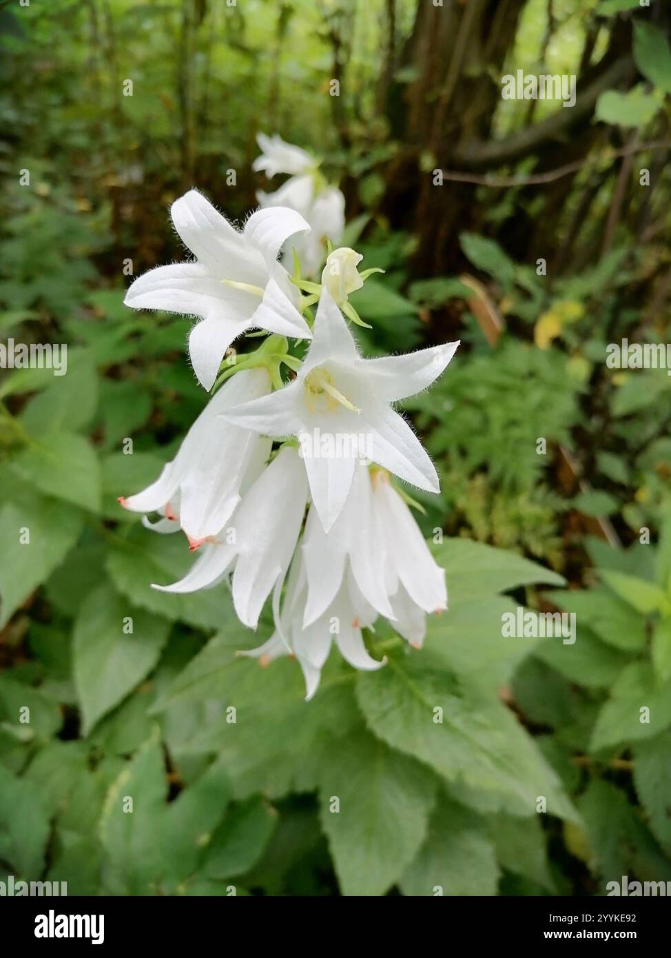 Giant Bellflower (Campanula latifolia Stock Photo - Alamy
