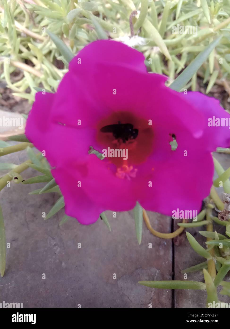 Spiny-legged Stingless bee (Trigona spinipes Stock Photo - Alamy