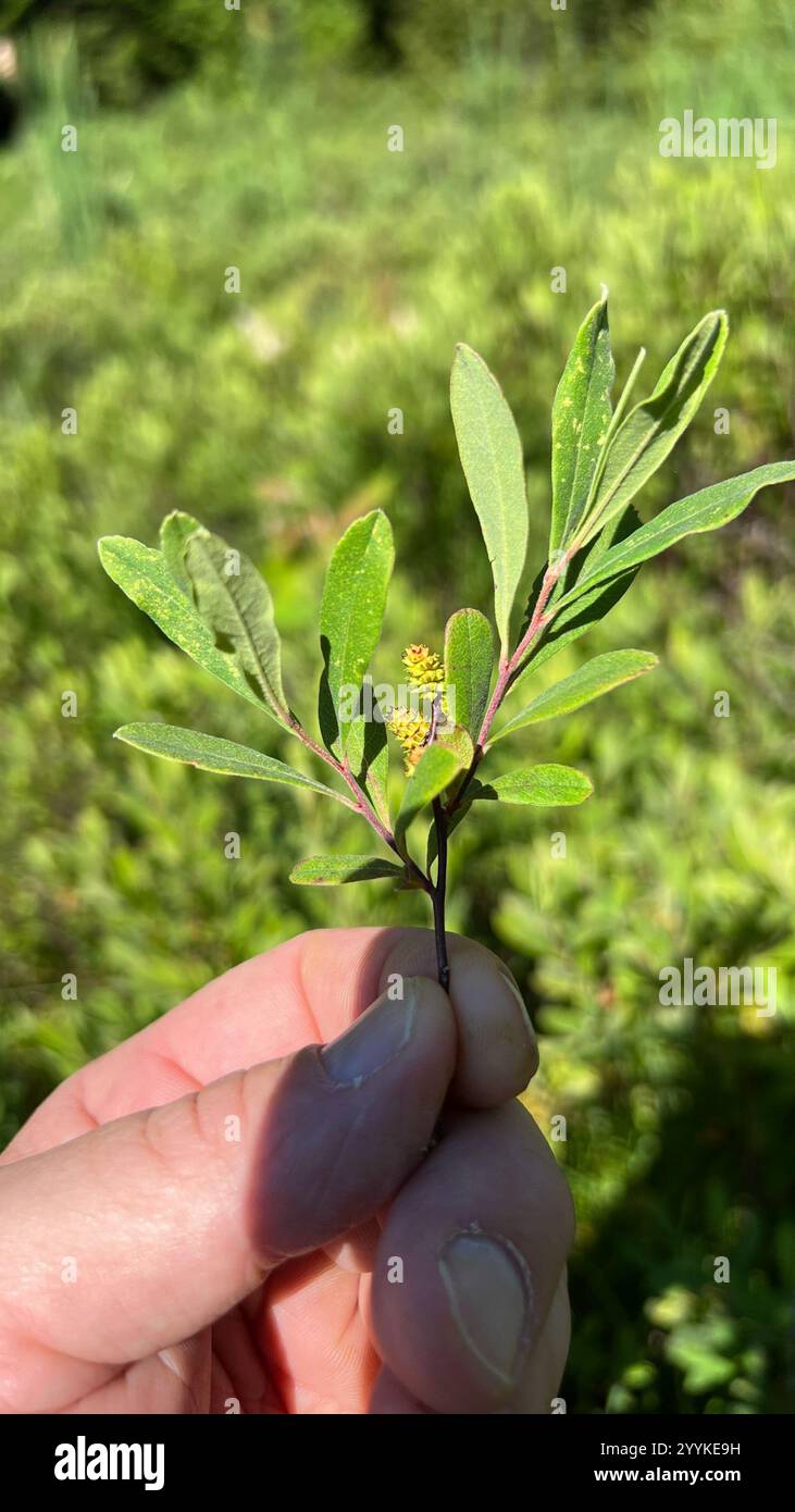bog myrtle (Myrica gale Stock Photo - Alamy