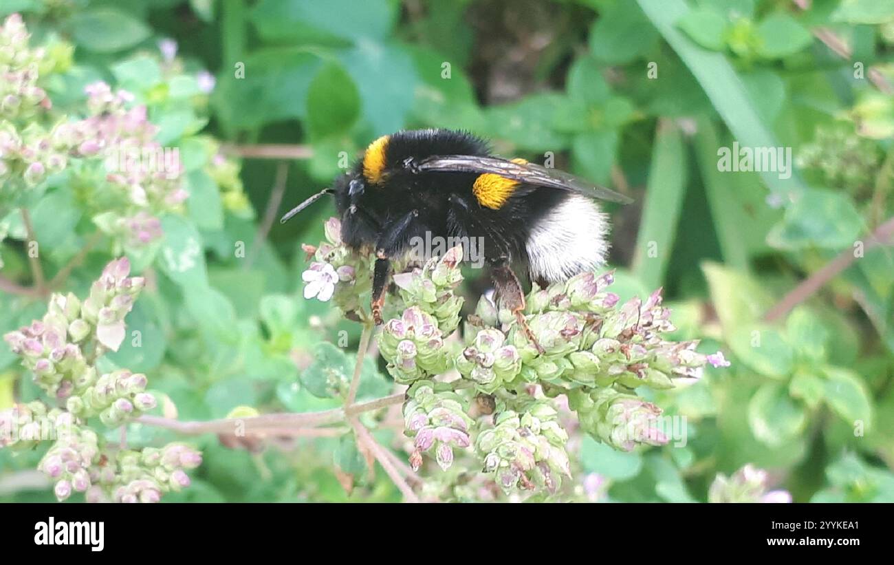Buff-tailed Bumble Bee (Bombus terrestris Stock Photo - Alamy