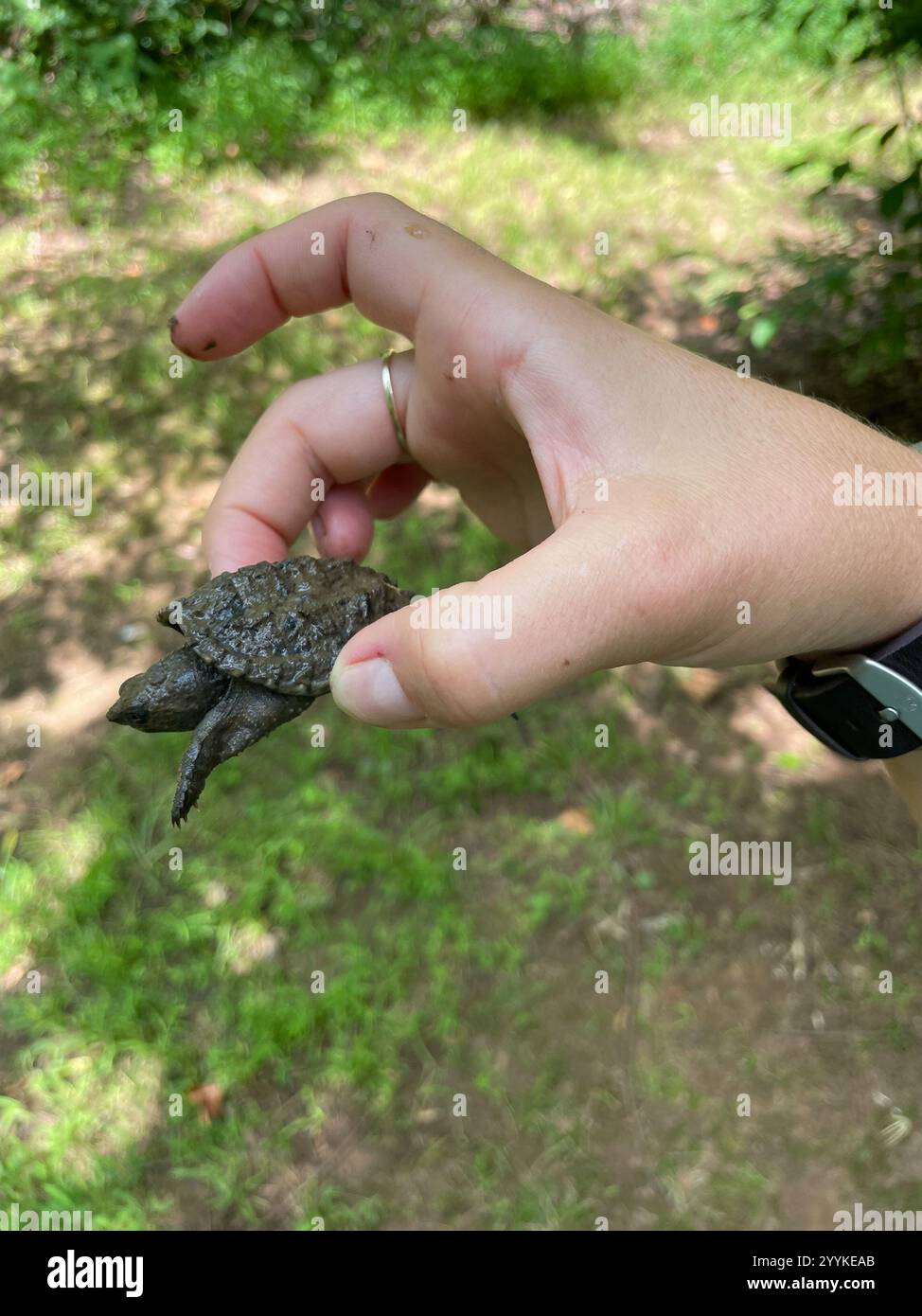 Common Snapping Turtle (Chelydra serpentina Stock Photo - Alamy