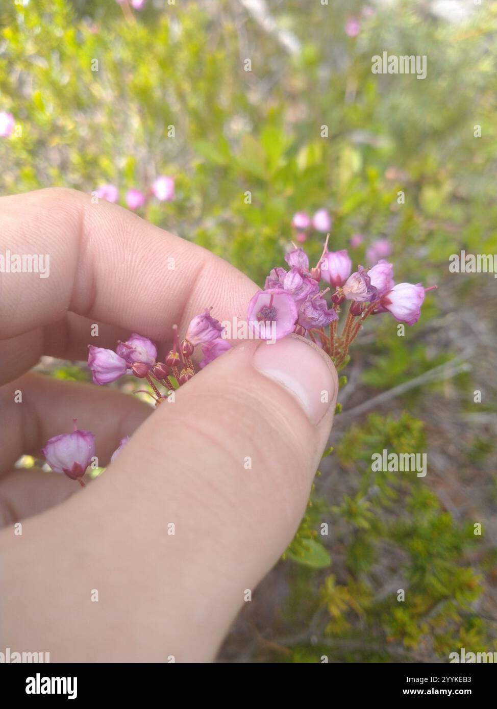 pink mountainheath (Phyllodoce empetriformis Stock Photo - Alamy