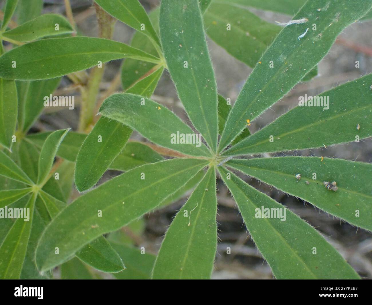 Broadleaf Lupine (Lupinus latifolius Stock Photo - Alamy