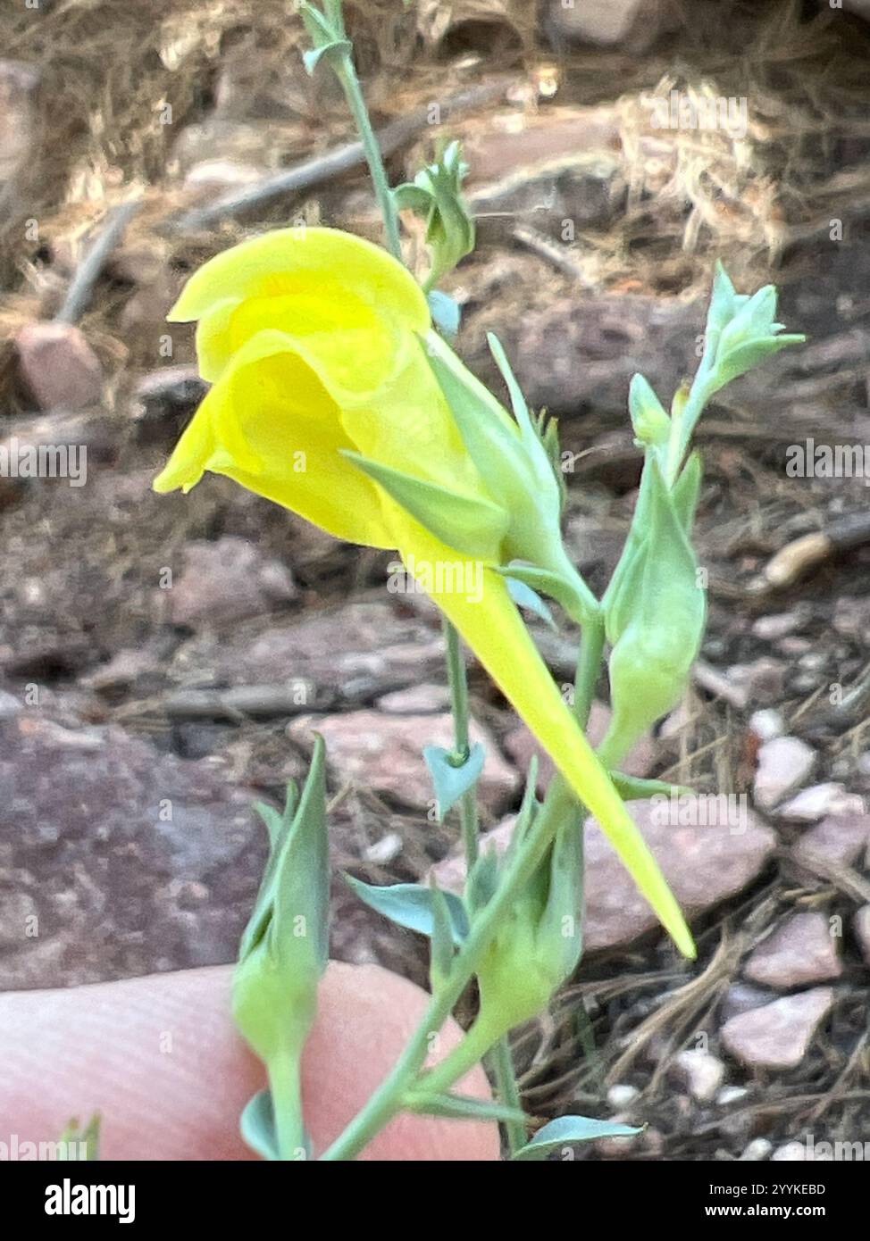 Balkan toadflax (Linaria dalmatica Stock Photo - Alamy