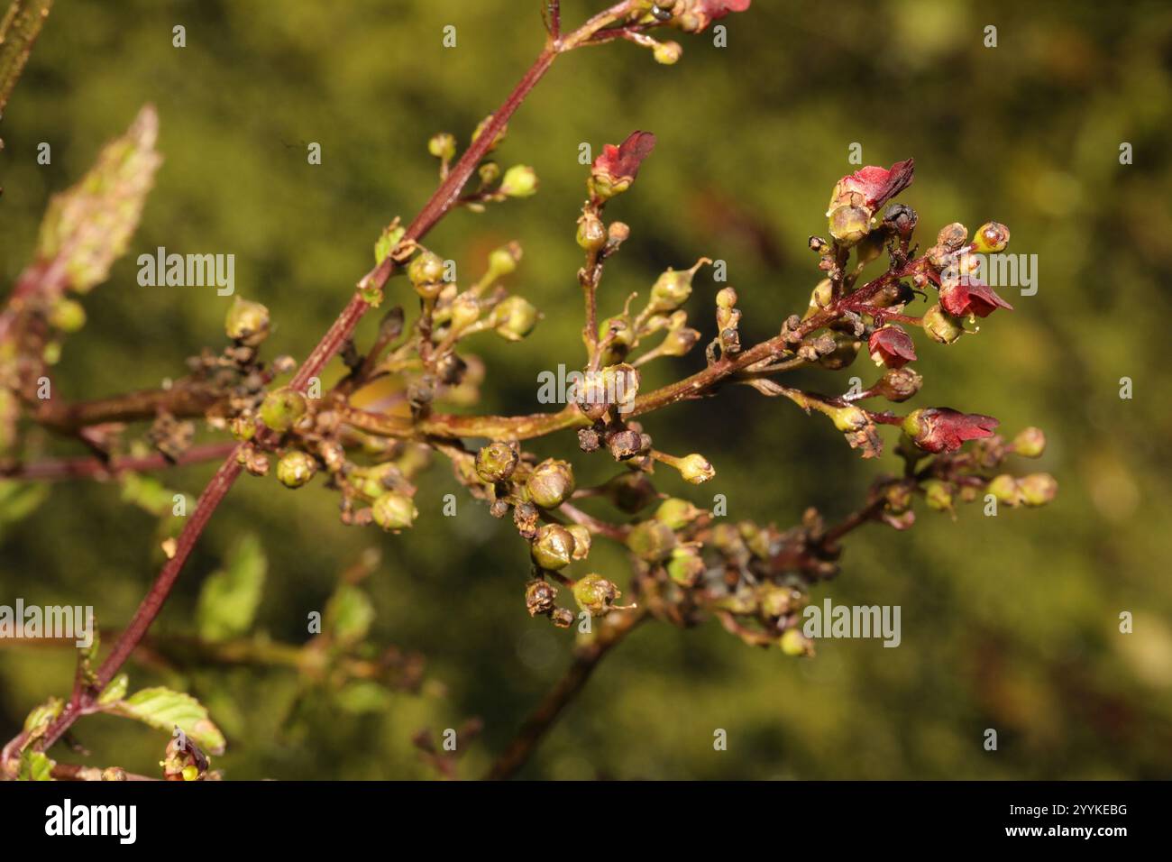 Water Figwort (Scrophularia auriculata Stock Photo - Alamy