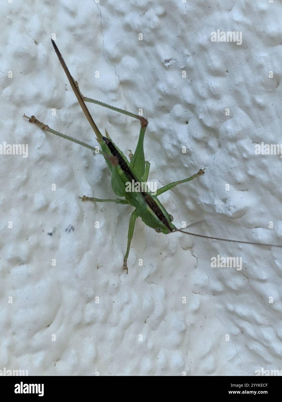 Long-winged Conehead (Conocephalus fuscus Stock Photo - Alamy