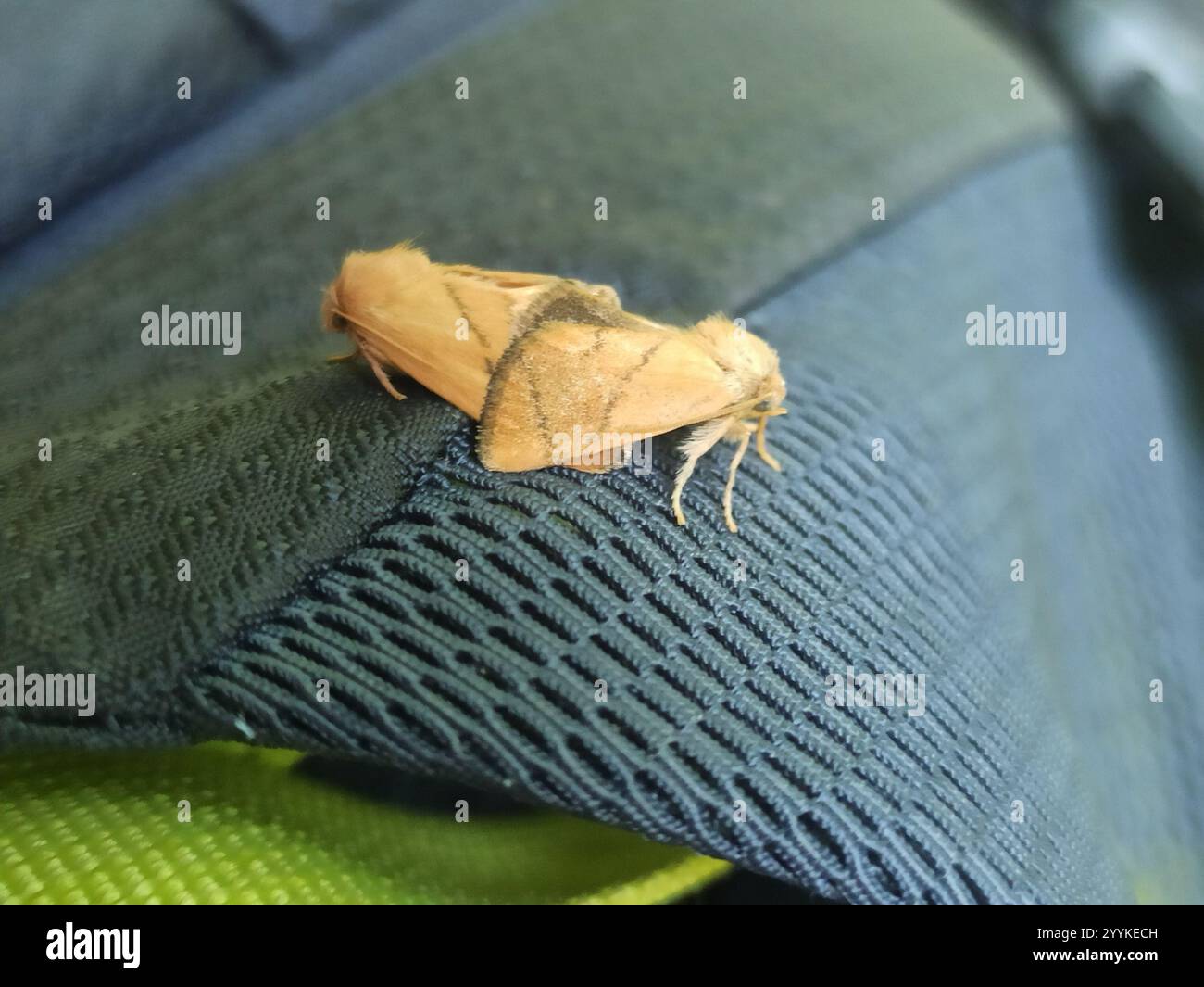 Apoda limacodes hi-res stock photography and images - Alamy