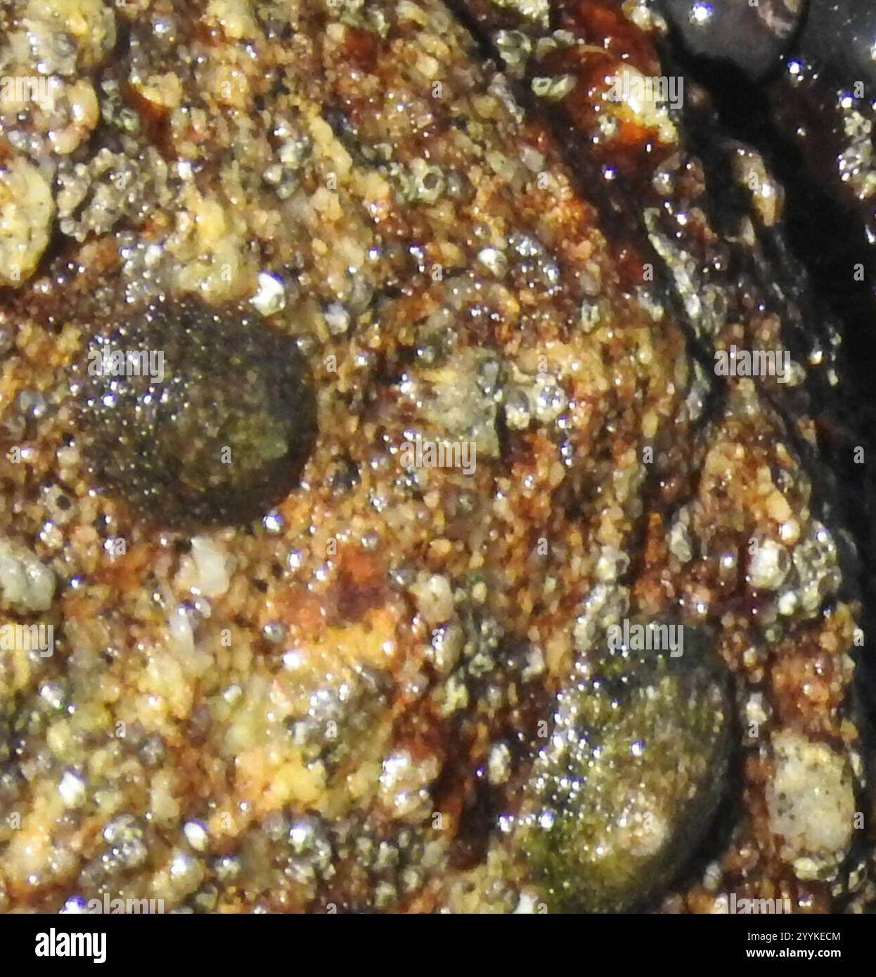 Plate Limpet (Lottia scutum Stock Photo - Alamy