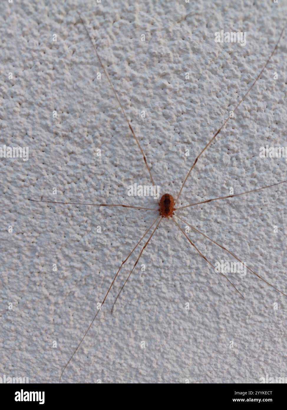 Eastern Harvestman (Leiobunum vittatum Stock Photo - Alamy