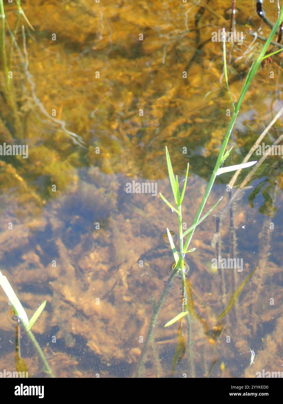 Three-way Sedge (Dulichium arundinaceum Stock Photo - Alamy