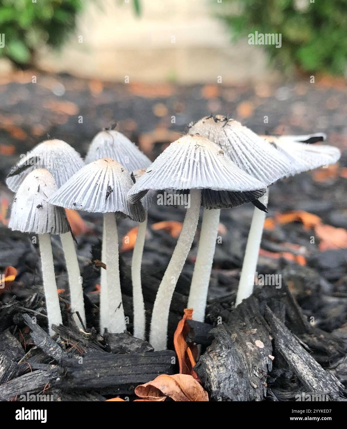 Brittlestems and Allies (Psathyrellaceae Stock Photo - Alamy