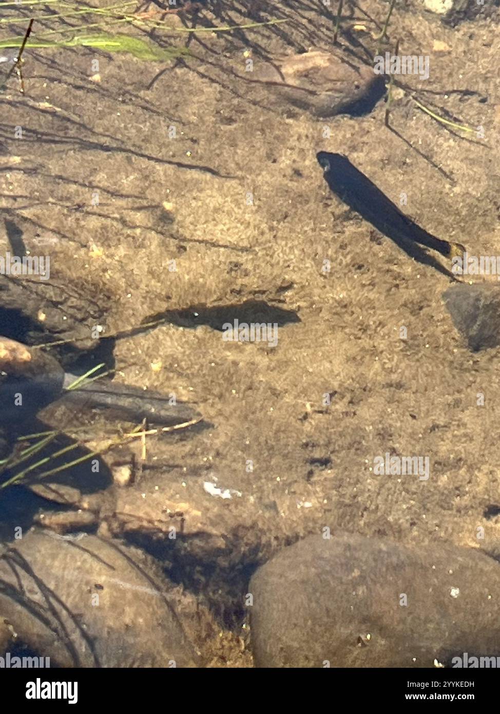 Ray-finned Fishes (Actinopterygii Stock Photo - Alamy